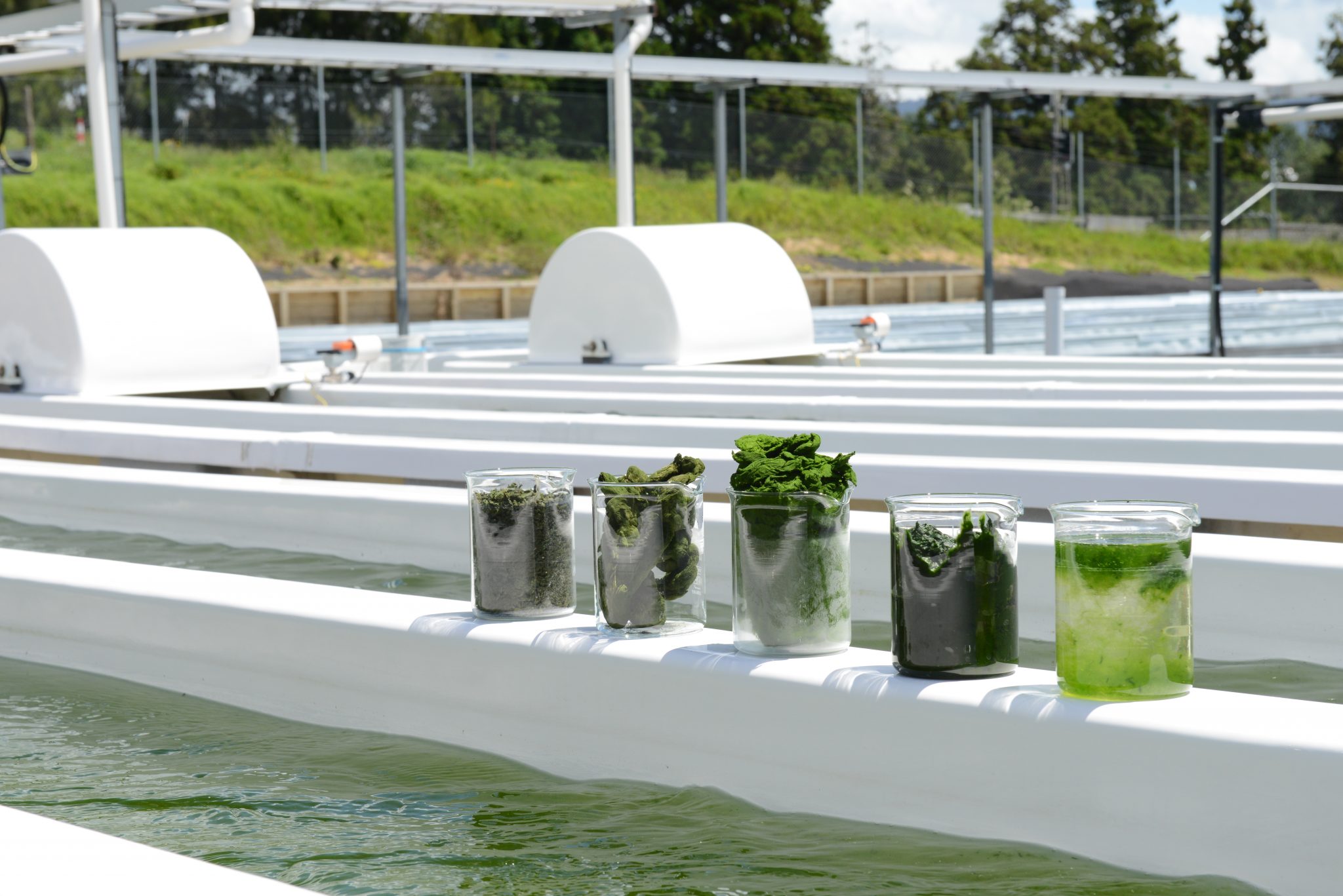 Nature-based water treatment – New Zealand’s cleaner future starts here ...